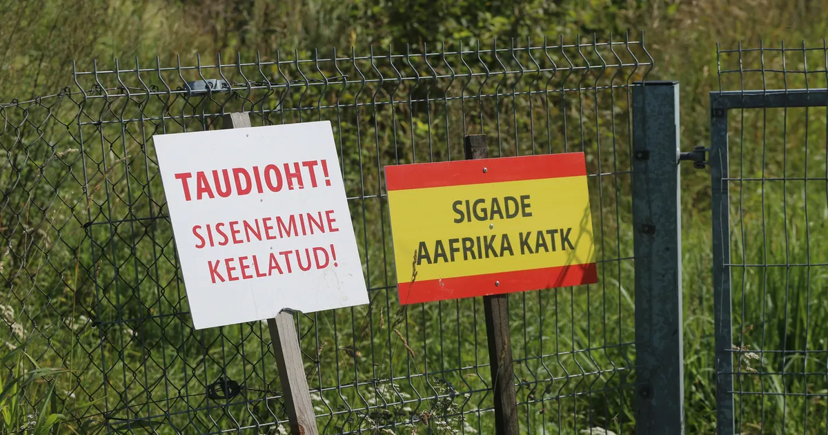 Jõgevamaal tuvastati sigade Aafrika katk ligi 650 seaga farmis