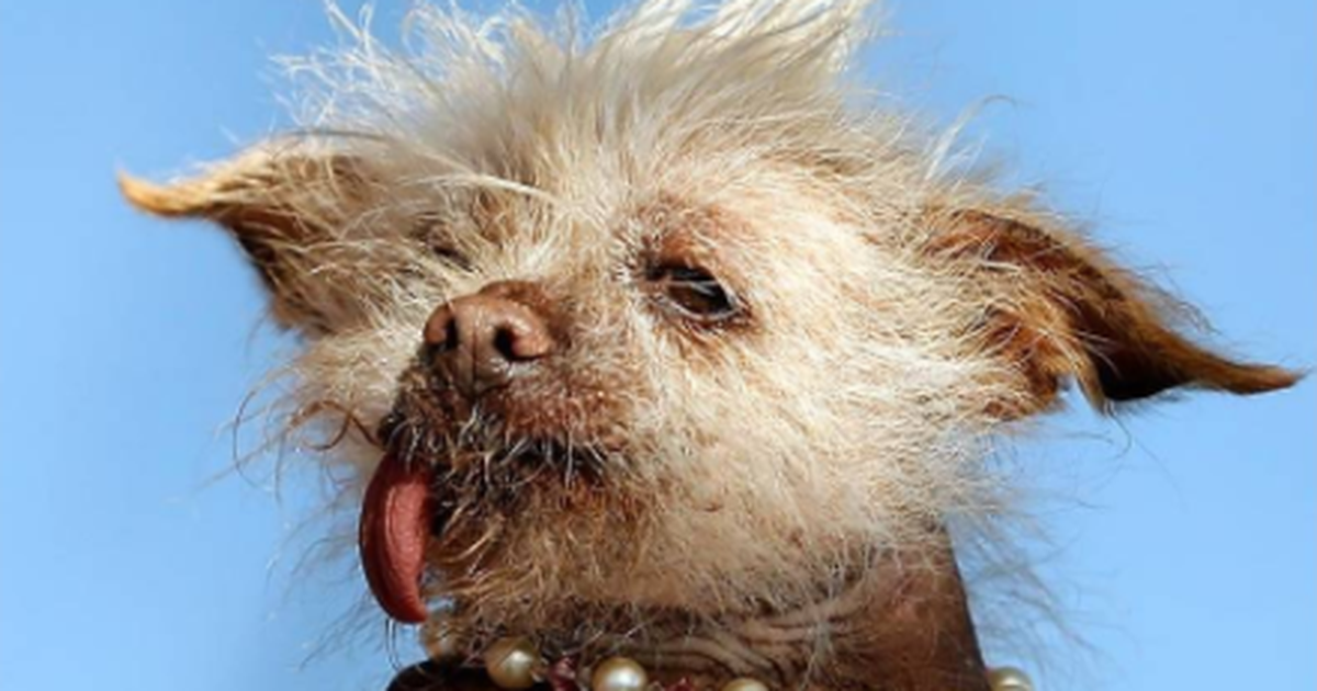 Saa tuttavaks! Valitud on uus maailma kõige koledam koer!