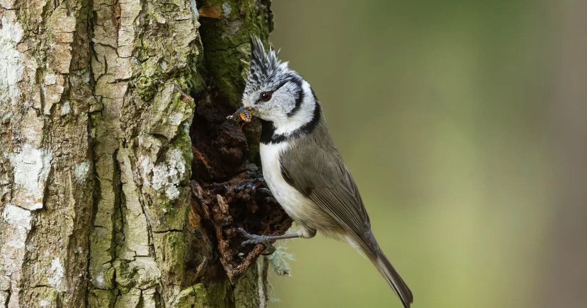 Ornitoloogiaühing ootab vabatahtlikke välitöödes kaasa lööma