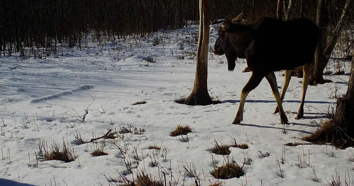 Harukordne jäädvustus: Soolakul kohtusid põdrad ja ilvesed