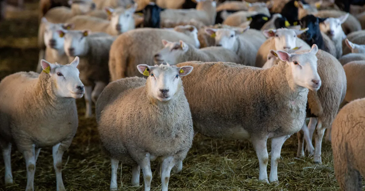 Lamba- ja kitsekasvatajad loodavad loomade arvu pöörata taas kasvule