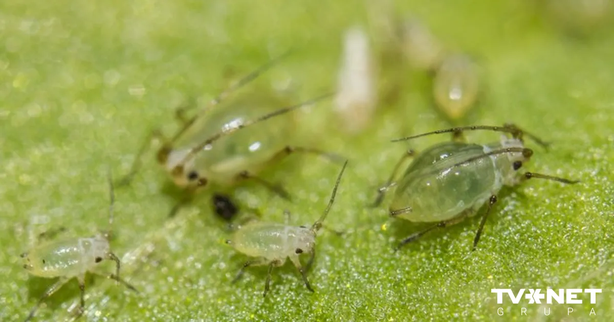 Kā praktiski apkarot laputis?