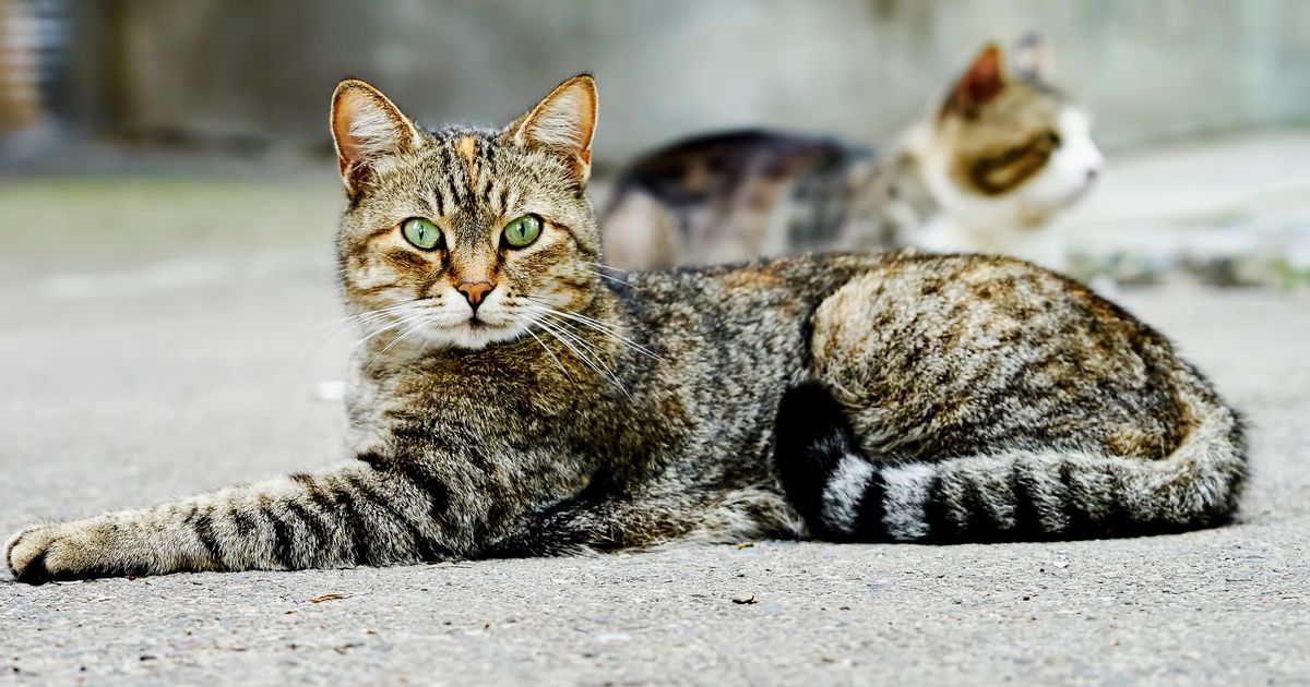 Loomaarst vastab: kuidas kahte kassi üksteisele tutvustada?