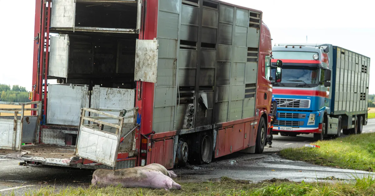 GALERII, VIDEO Veoauto põlengus hukkus paarkümmend siga