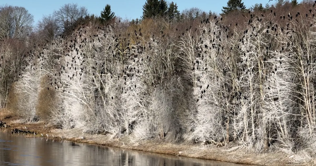 Linnukaitsjad taunivad kalameeste ideed kormorane aastaringselt küttida