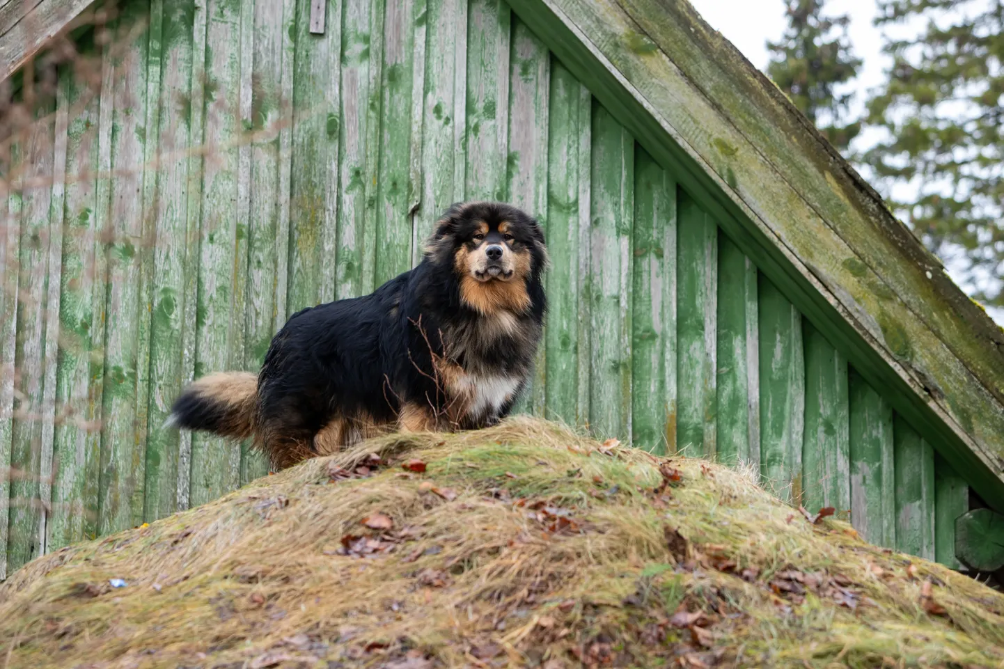 Koerte katku oht sundis saarlasi oma lemmikuid vaktsineerima