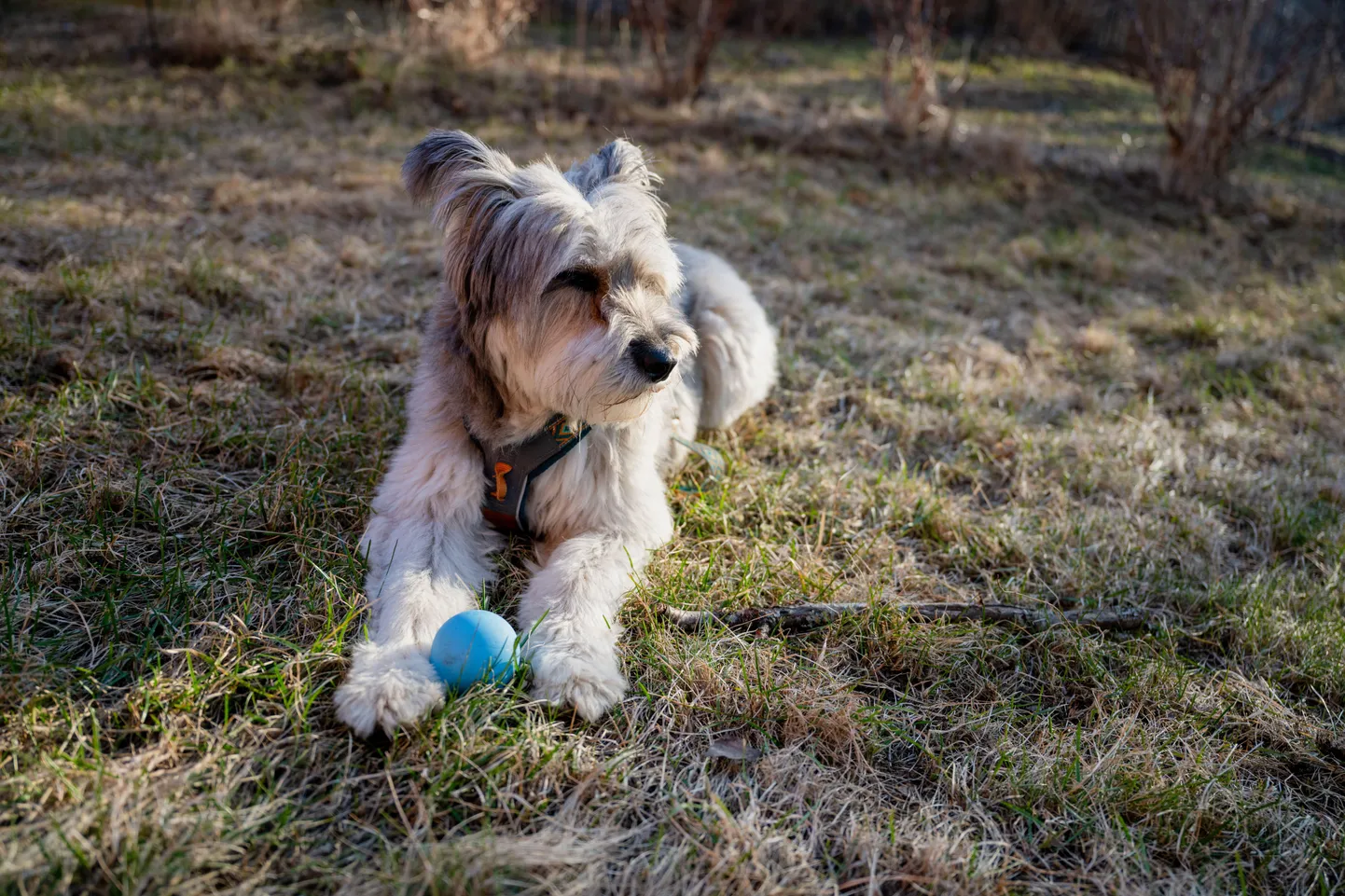 В квартирном товариществе споры о выгуле собак дошли до угроз. Что ...