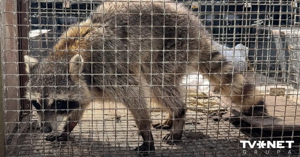 VIDEO Balvu novadā fiksēts vēl nebijis gadījums Latvijas vēsturē ...