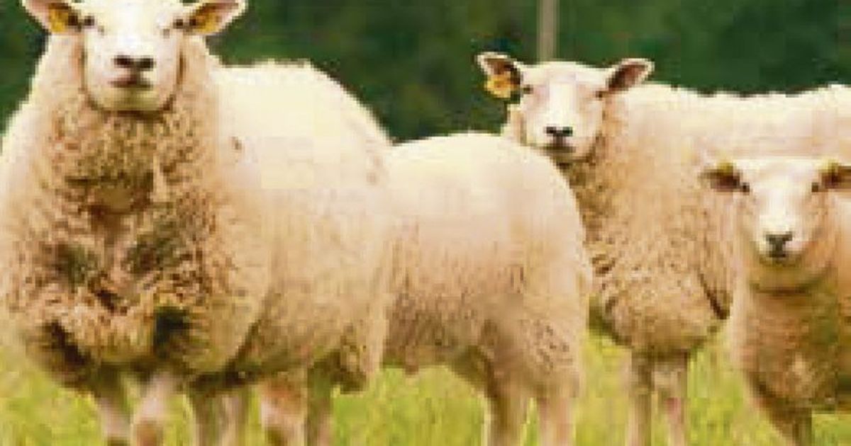 Pandivere talud ootavad külalisi
