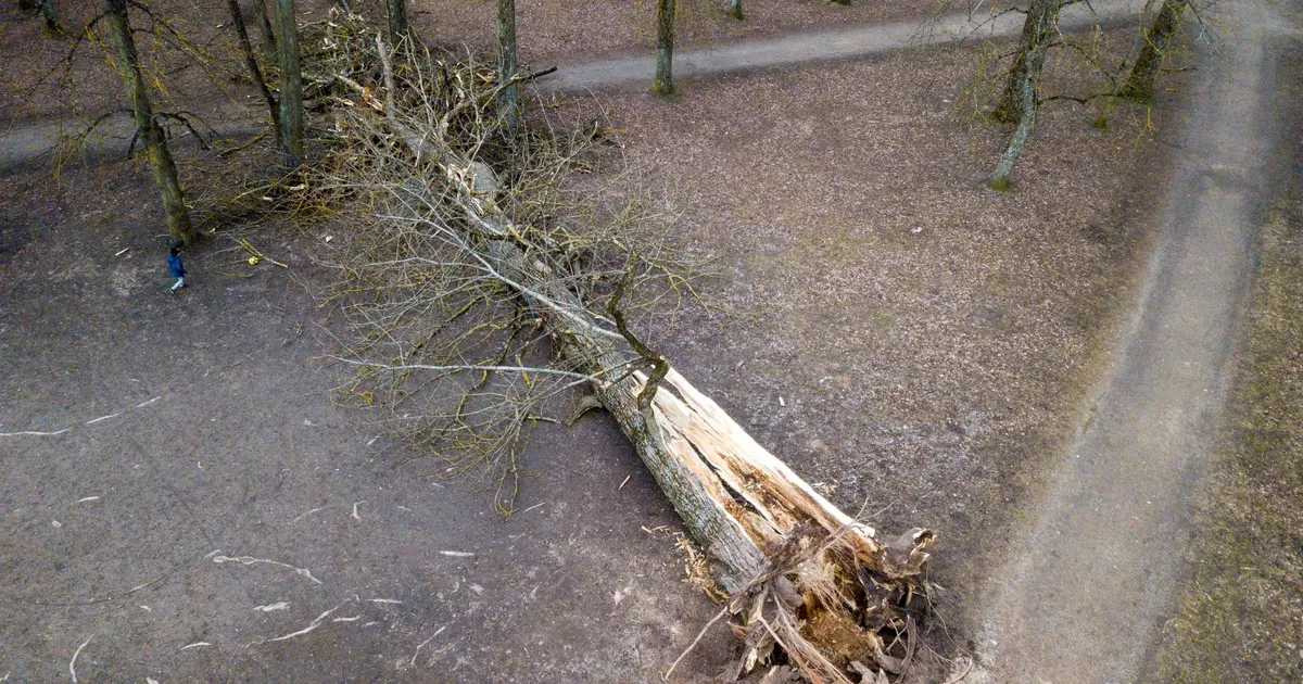 Inimene sõitis otsa ohtlikule puule