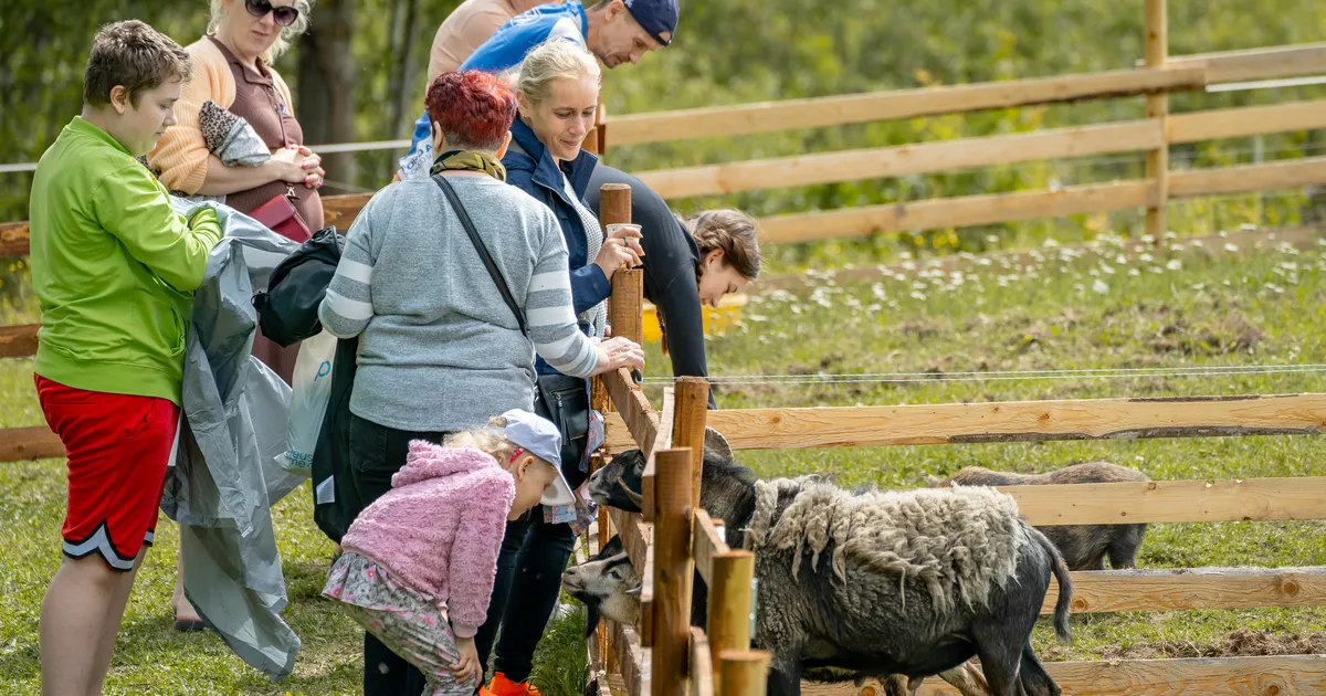 Mulgimaa peremäng toob nähtavale piimapuki, vanad autod ja armsad loomad