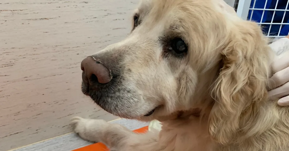 Ehmatav avastus: aianurgas konutanud perekoera puresid juba vaglad