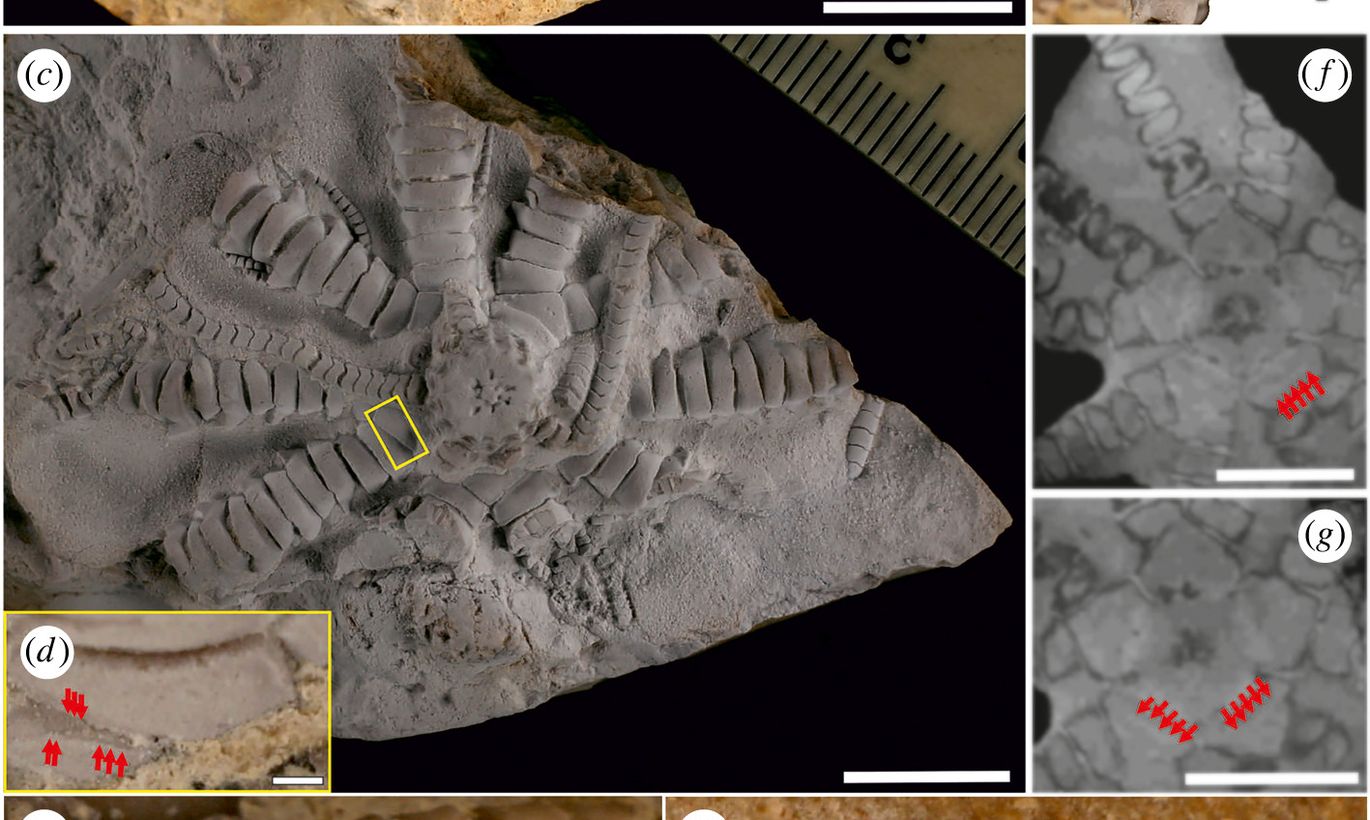 Zelenska vārdā nosaukta sena fosilija – Kentaursatus.wordpress.com