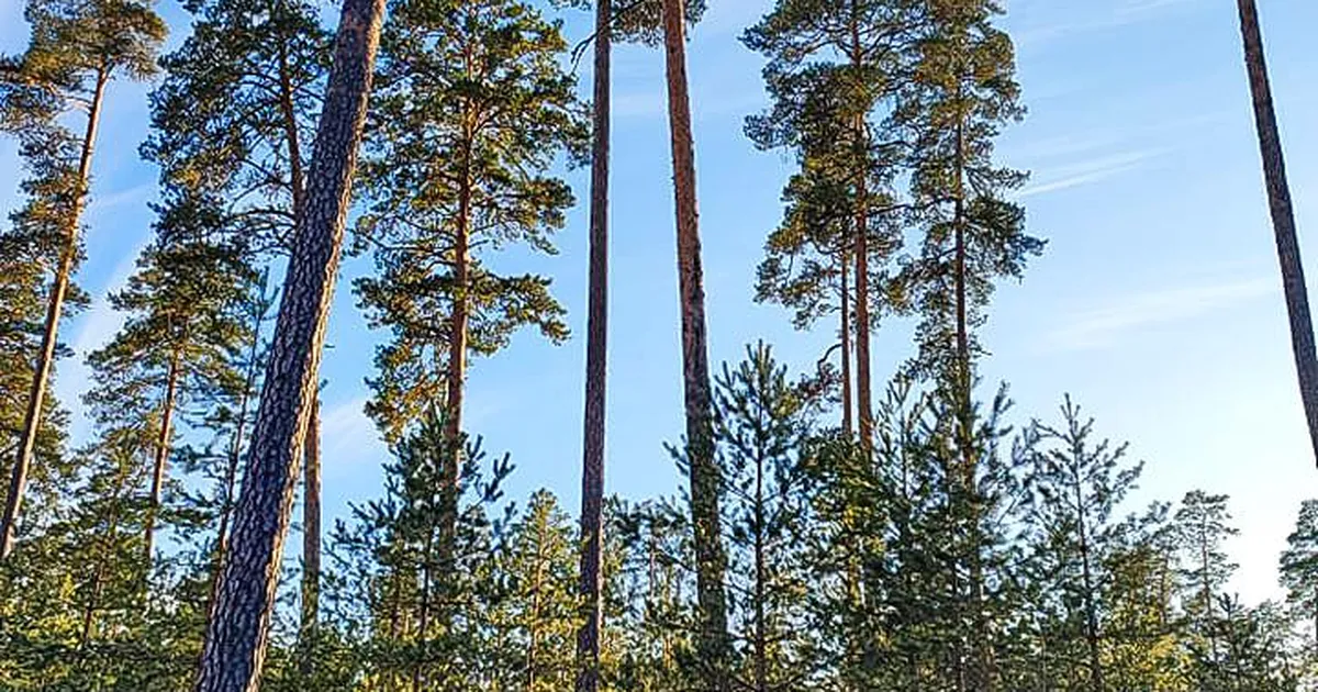 ANDRES SEPP Ka püsimetsanduse puhul tuleb metsa lõigata lage ala