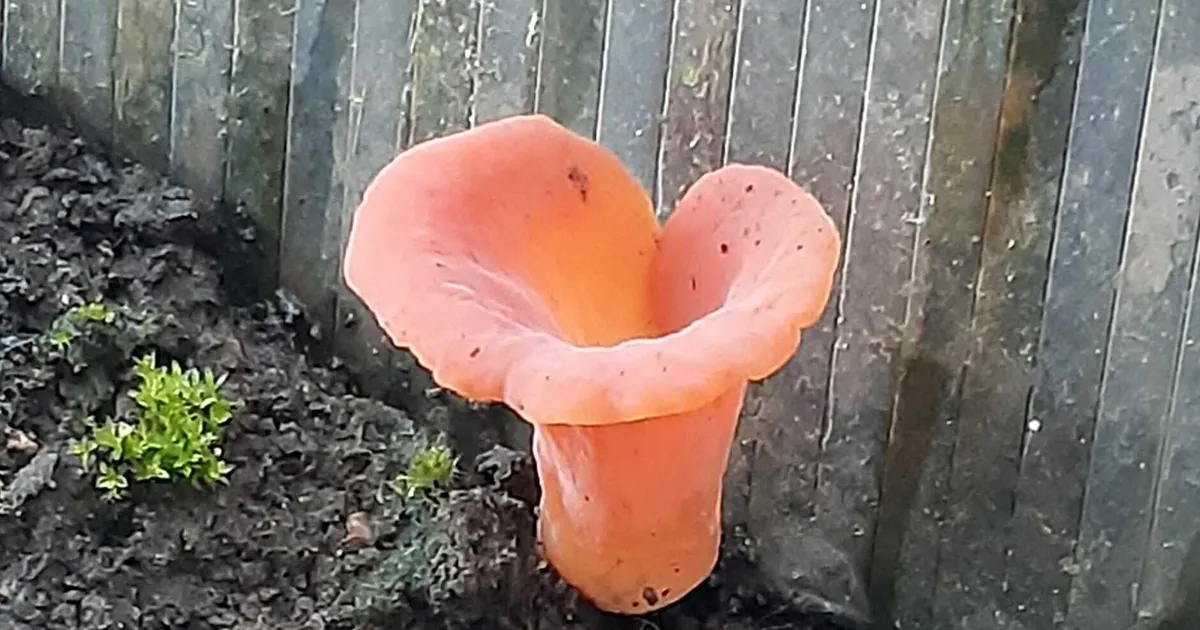 Mõedaka naine leidis kasvuhoonest haruldase seene