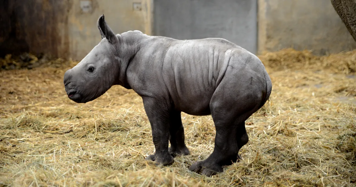 VIDEO Valge ninasarviku vasikas sai nime kuninganna Elizabeth II järgi