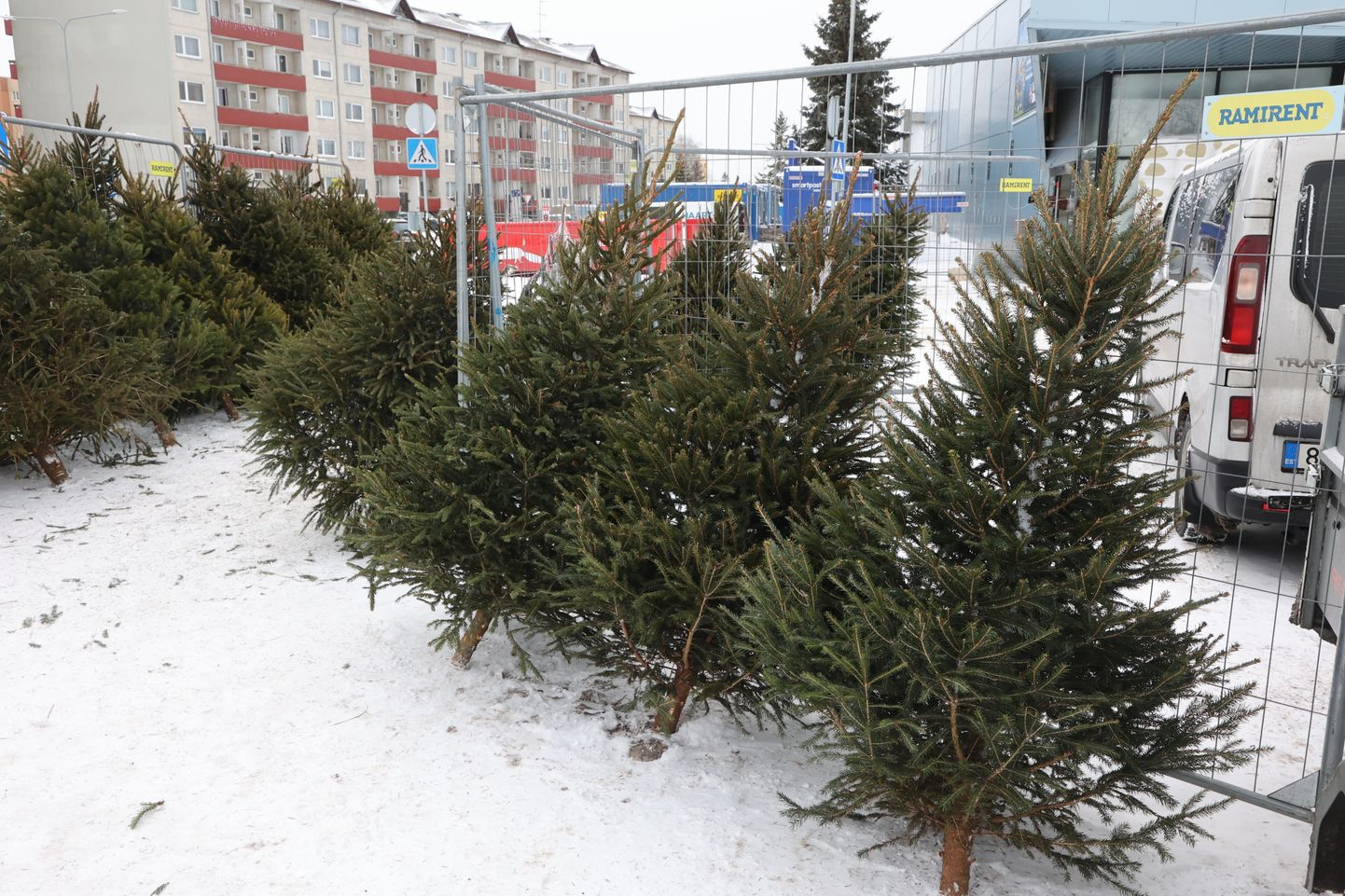 Jõulukuuskede hinnad on mullusega võrreldes kümnendiku tõusnud