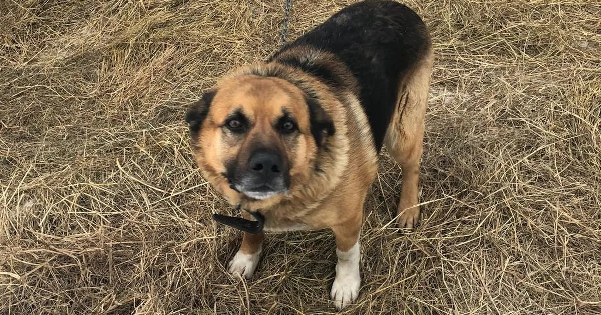 KADUNUD Aita leida: armastatud lemmikloomad, keda praegu taga otsitakse