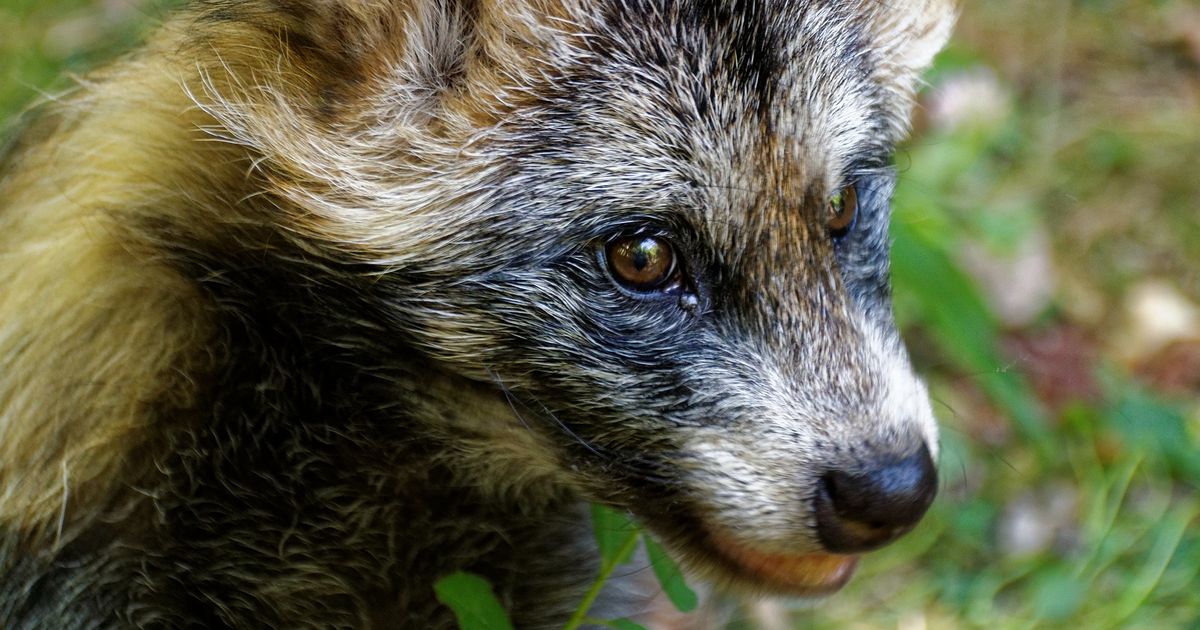 Daugavpils novadā izglābts remontbedrē iekritis jenotsuns - Latvijā ...