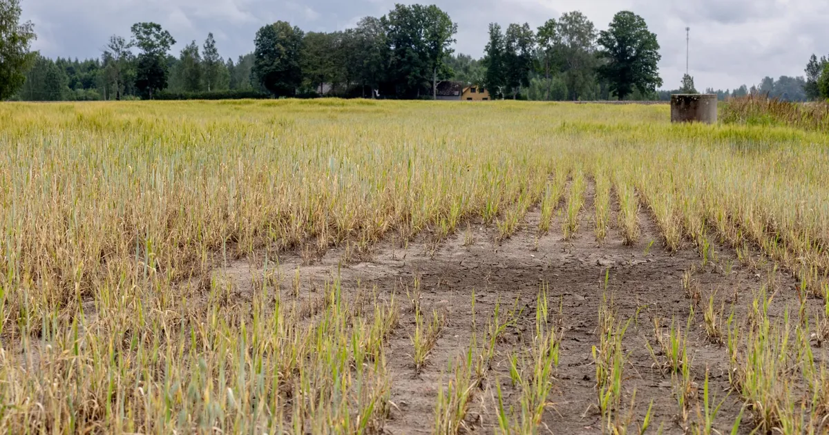 SILVIA PALUOJA Keerulisemaks vist minna ei annagi