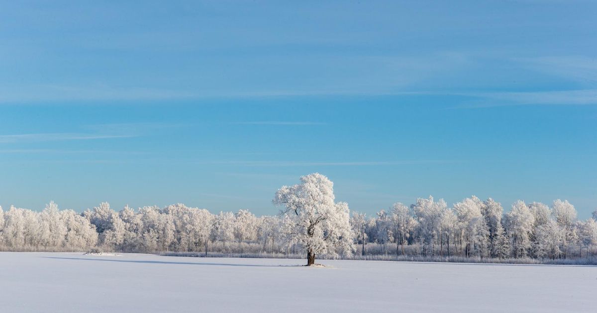 Sundpuhkusel puud ja maiad jänesed