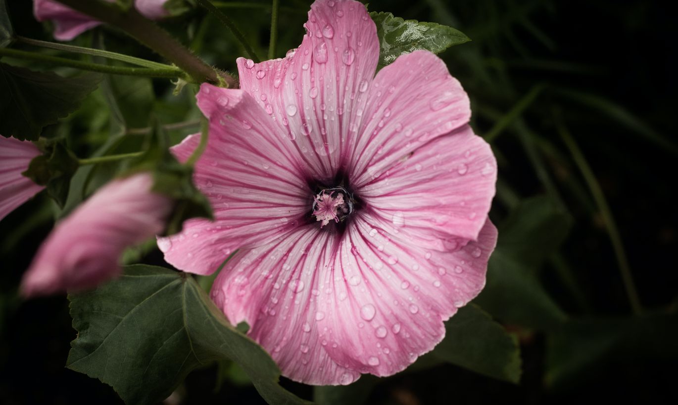 Maksts skalošana - vai no tās ir kādi ieguvumi? - Intīmi - Brīvbrīdis ...