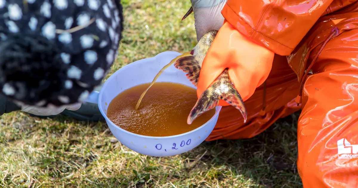 JUHTKIRI Havide tulemine