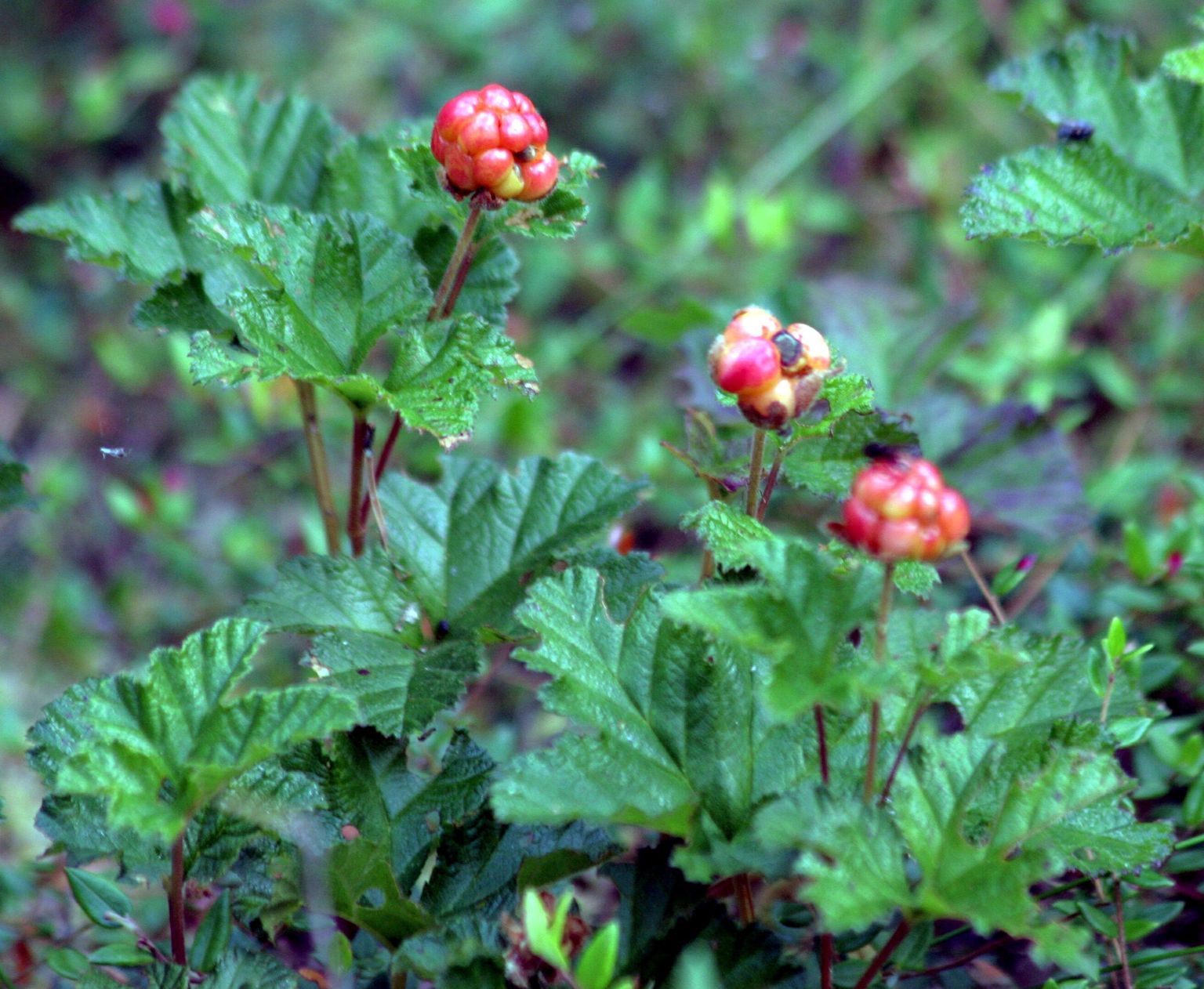 Lugeja küsib: miks aias kasvavad murakad ei vilju?