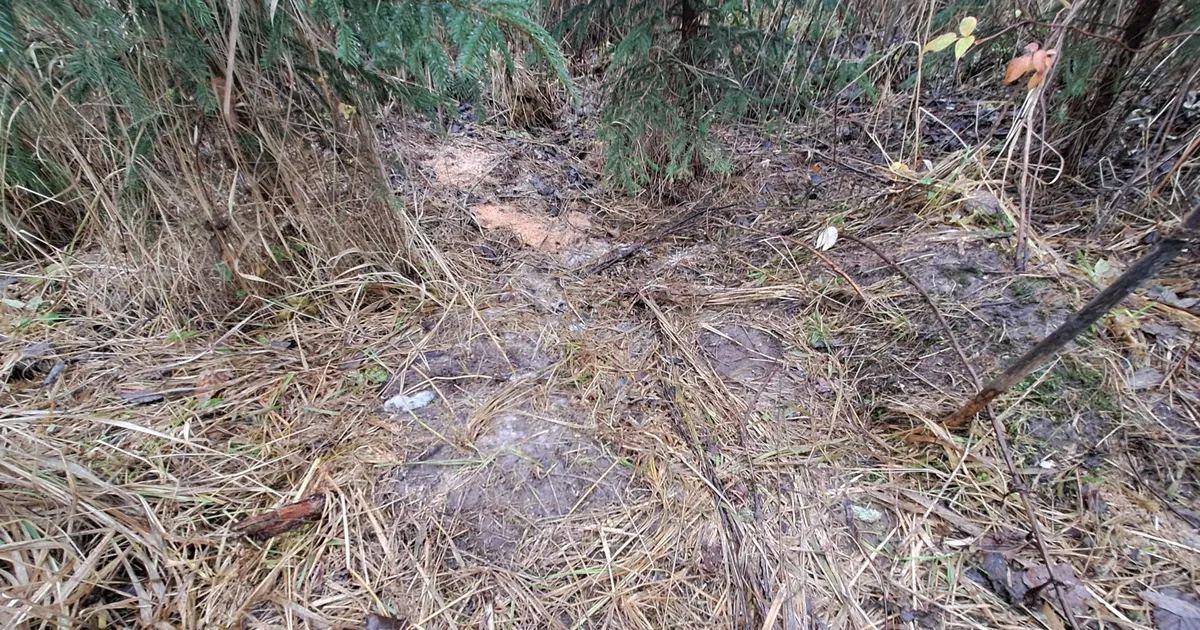 Antslast leitud seapea vallandas uurimise: PTA hoiatab salajase kodusea ...