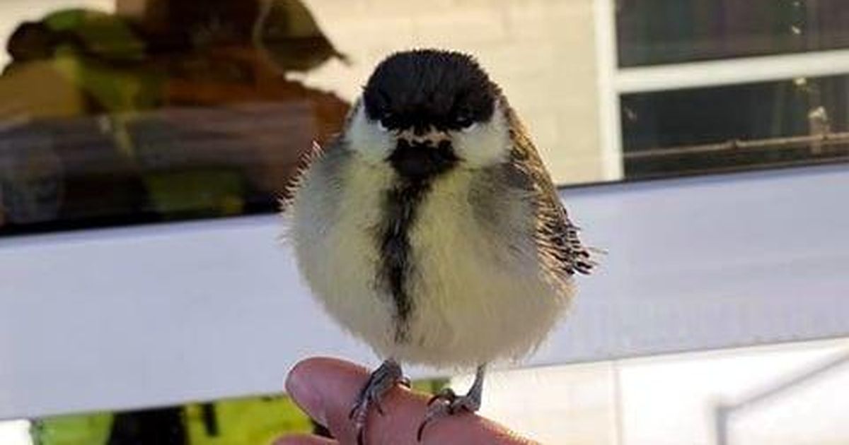 Tihane vaatas piirivalvuriga tõtt