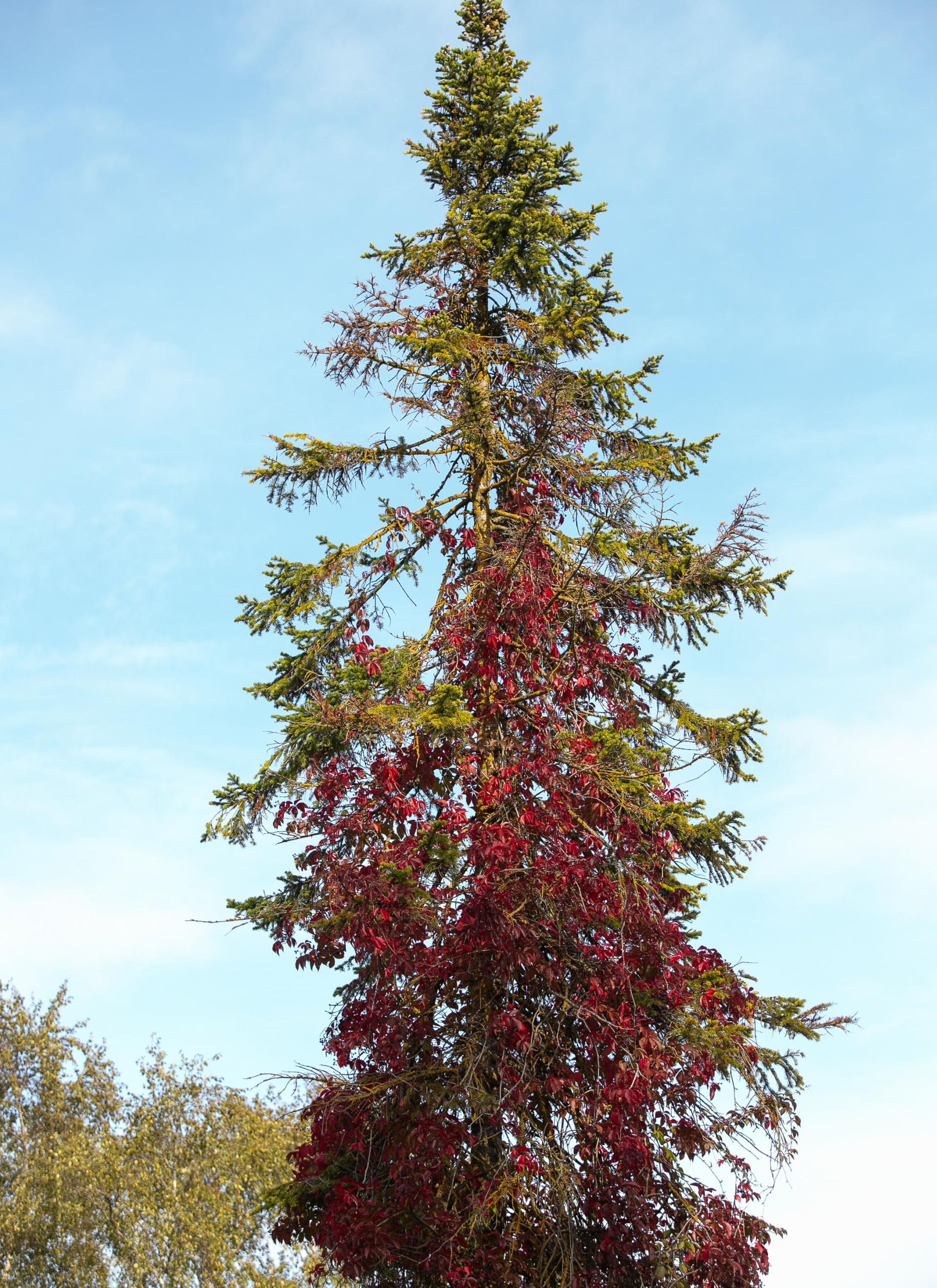 Sähvatus: sügisvärvides kuusepuu