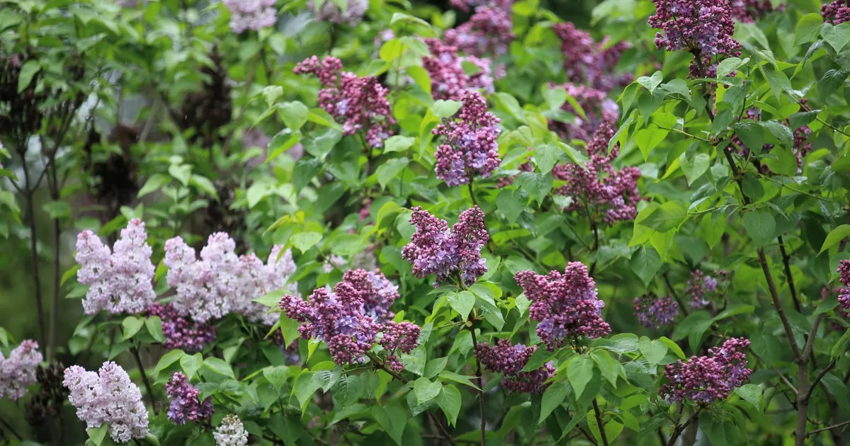 Soojakraadide maksimumid vähenevad nädala lõpus 20–21 pügala juurde