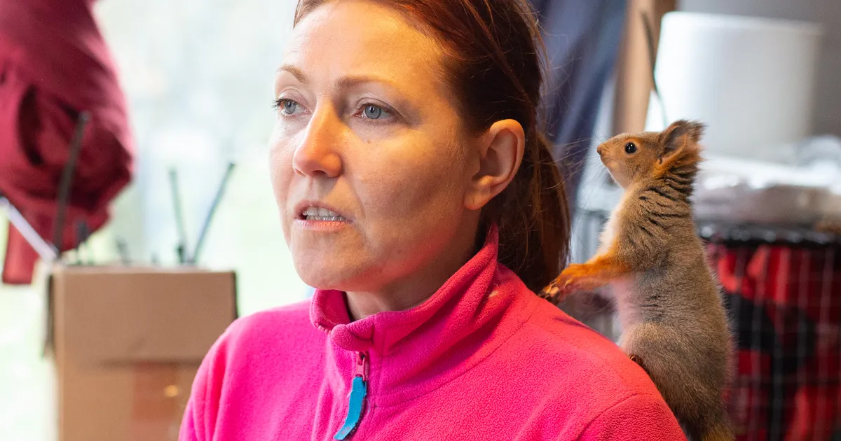 Endisest Konju kitsefarmist võib saada loomade varjupaik