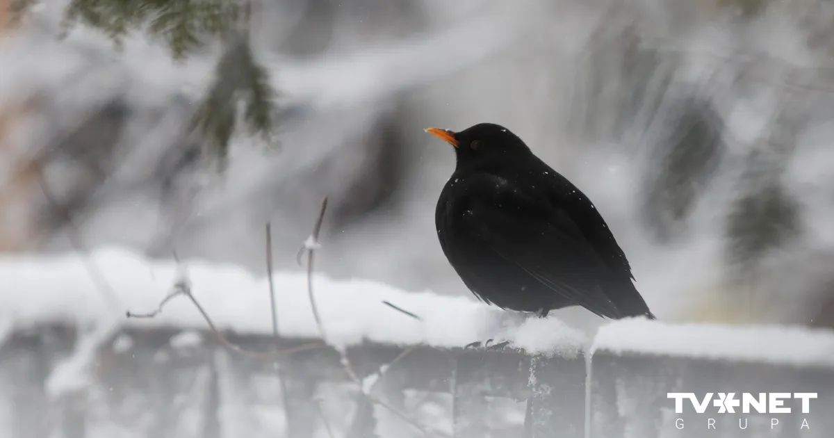 Drīzumā varētu iestāties meteoroloģiskā ziema, prognozē sinoptiķi