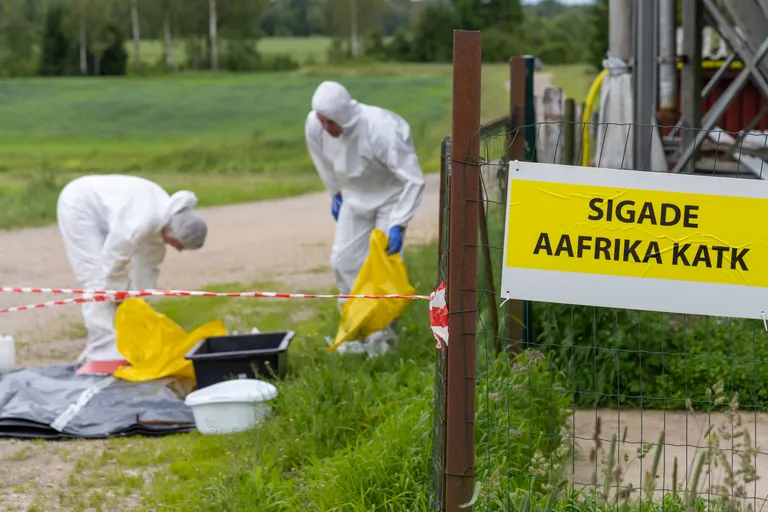 SIGADE AAFRIKA KATK Urmas Tartes: «Probleemiks ei ole jahimehed, vaid ...