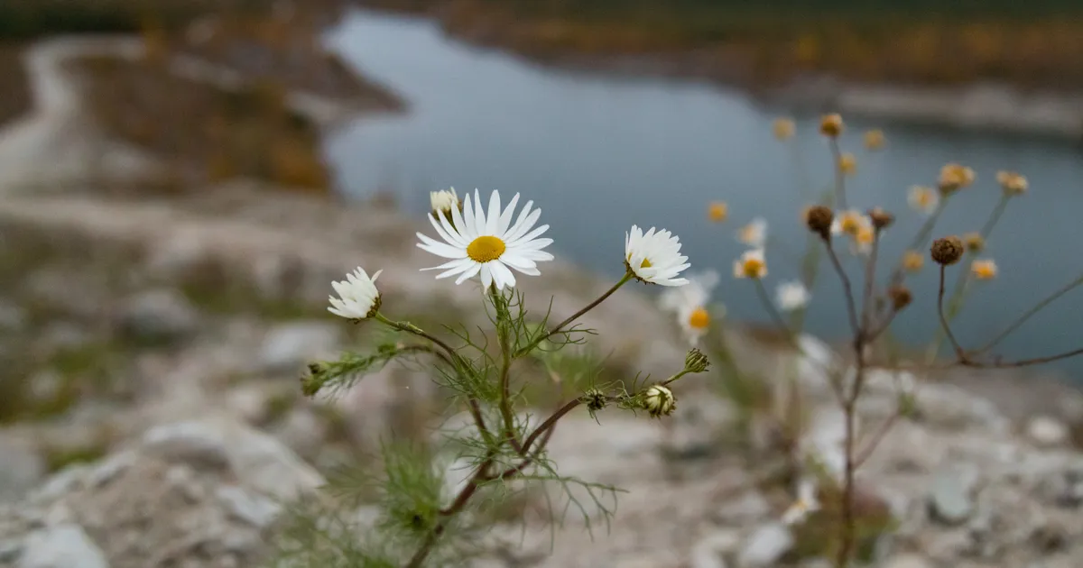 Metsarahvapäeval tutvustatakse ka veealust metsa