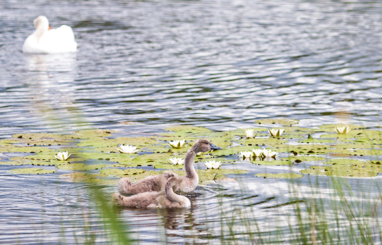 Konverents võtab fookusesse luikede heaolu