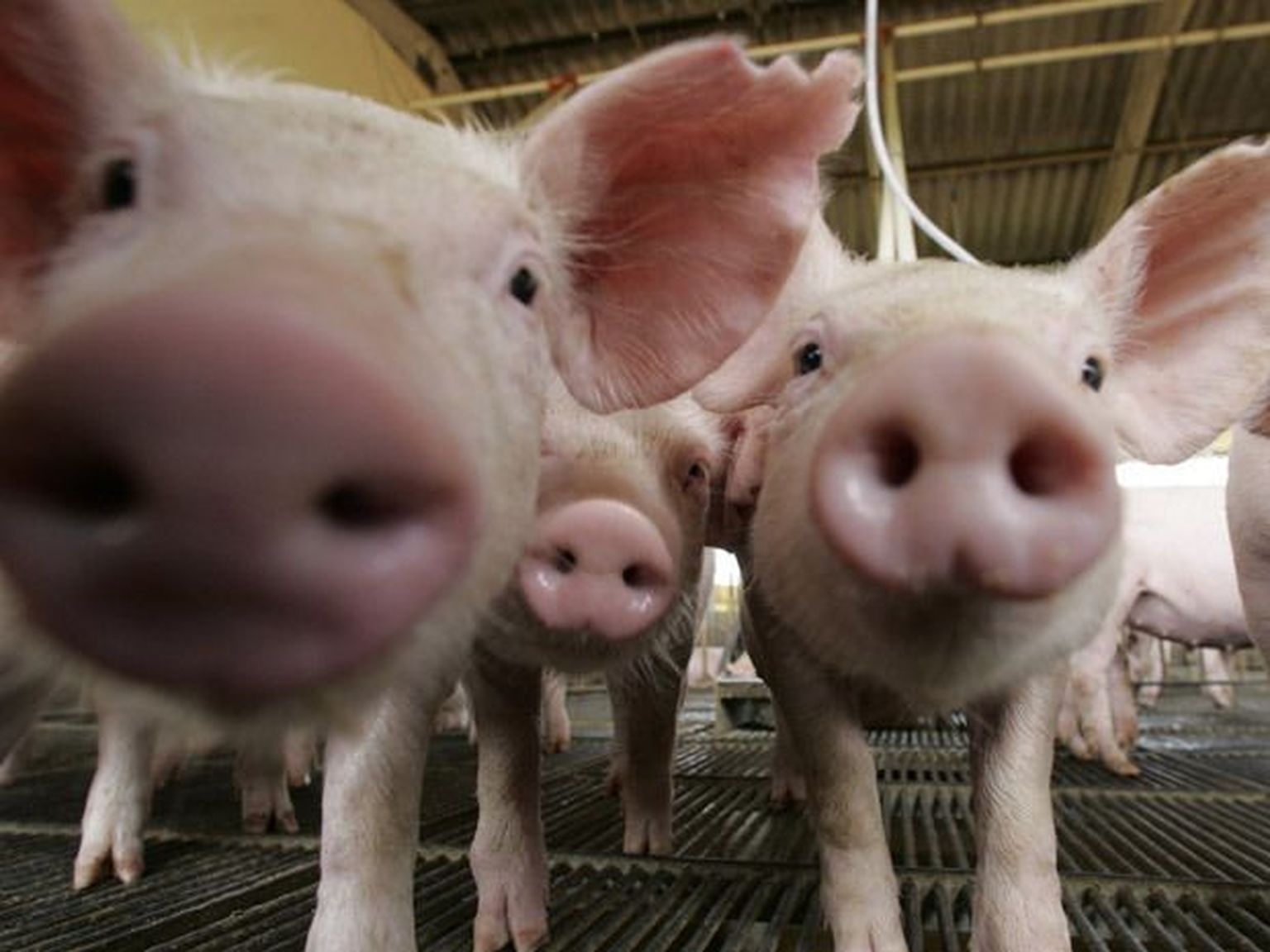Editorial: pigs dying, folks crying