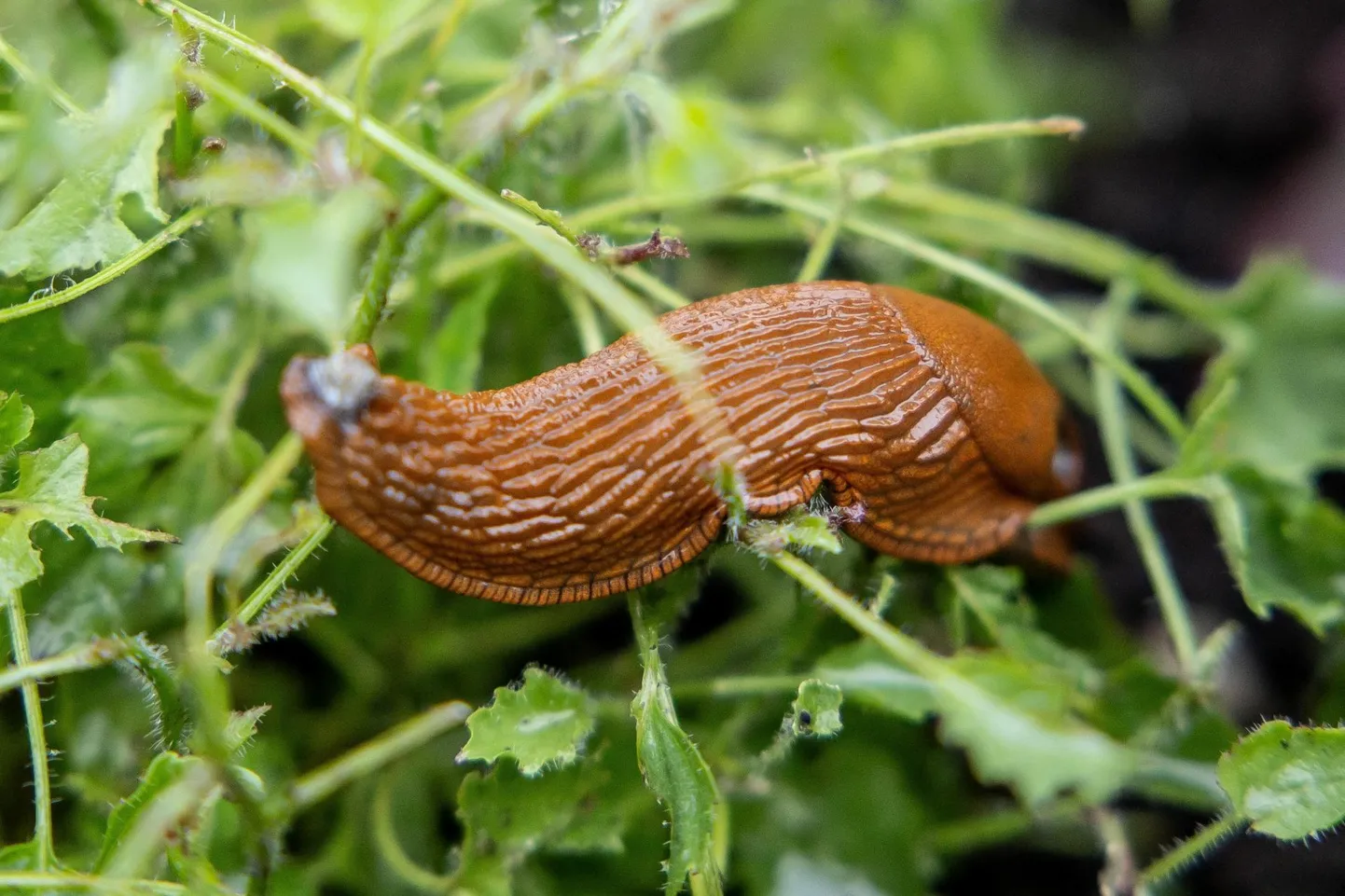 100 NÄGU Hispaania teetigu: limasest külalisest õudusunenägu
