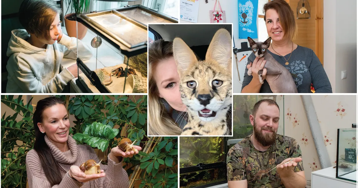 Konnad, teod ja tarantel ehk Saarlaste ebaharilikud lemmikloomad