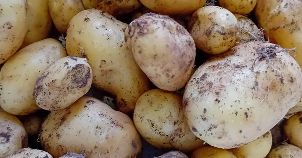 Eksklusiivne kaup: esimene värske kartul tuleb müüki juba järgmisel nädalal