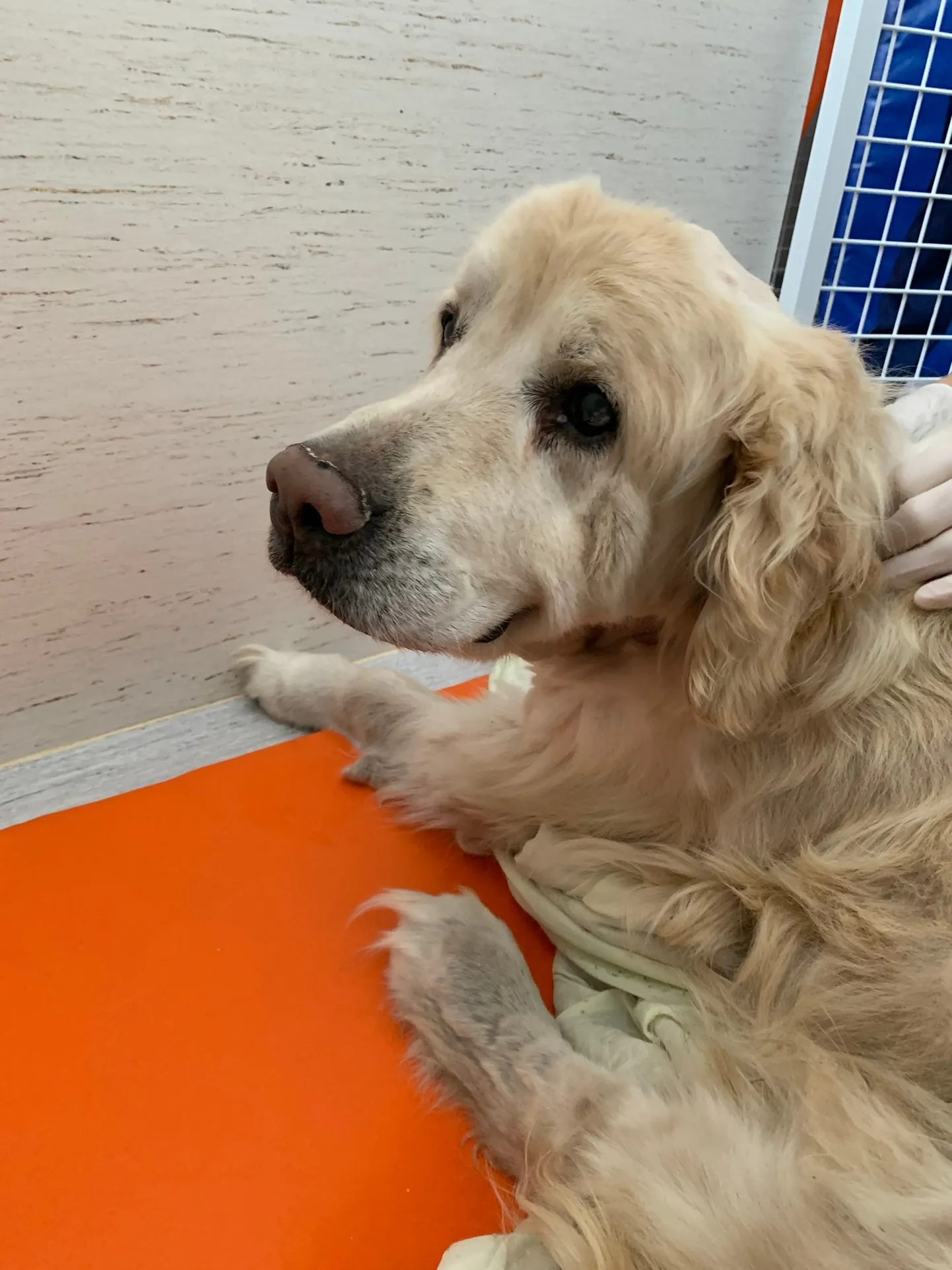 Ehmatav avastus: aianurgas konutanud perekoera puresid juba vaglad