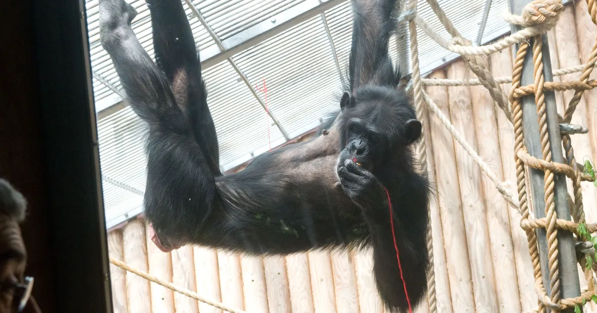 Mati Kaal peab loomakaitsjate süüdistusi pahatahtlikeks