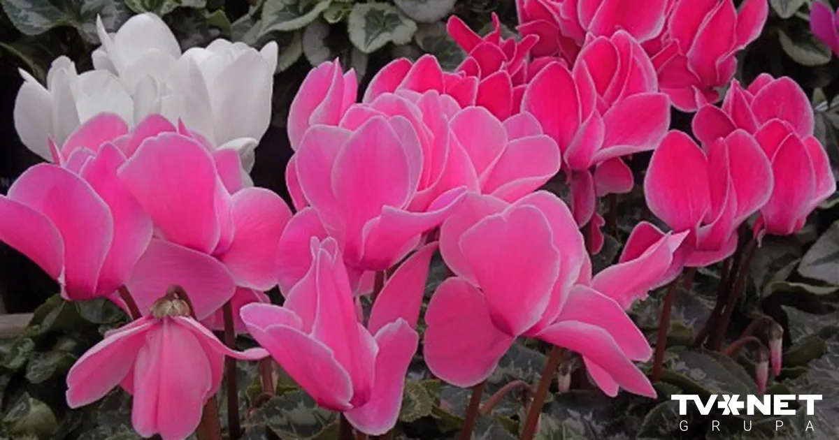 Ciklamenas jeb alpu vijolītes. Iepazīsties ar to dzīvesstilu!