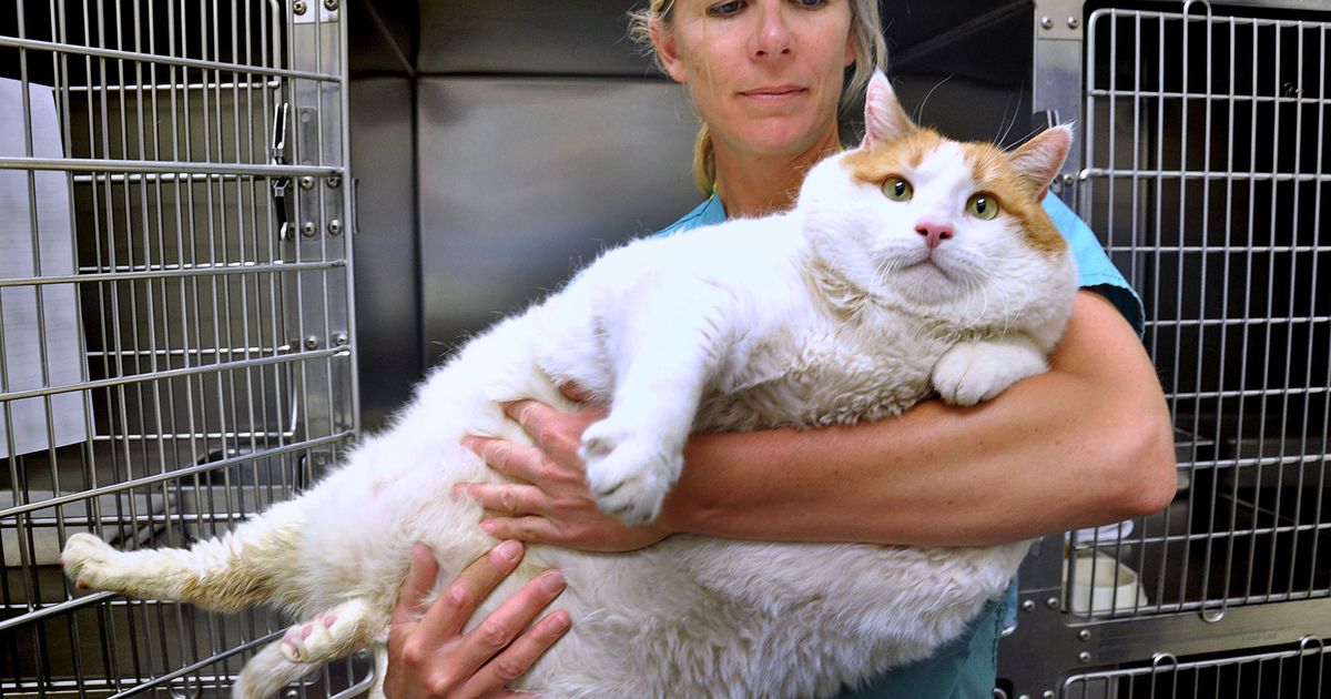 Maailma kõige raskem Schrödingeri kass kompab kvantfüüsika piire