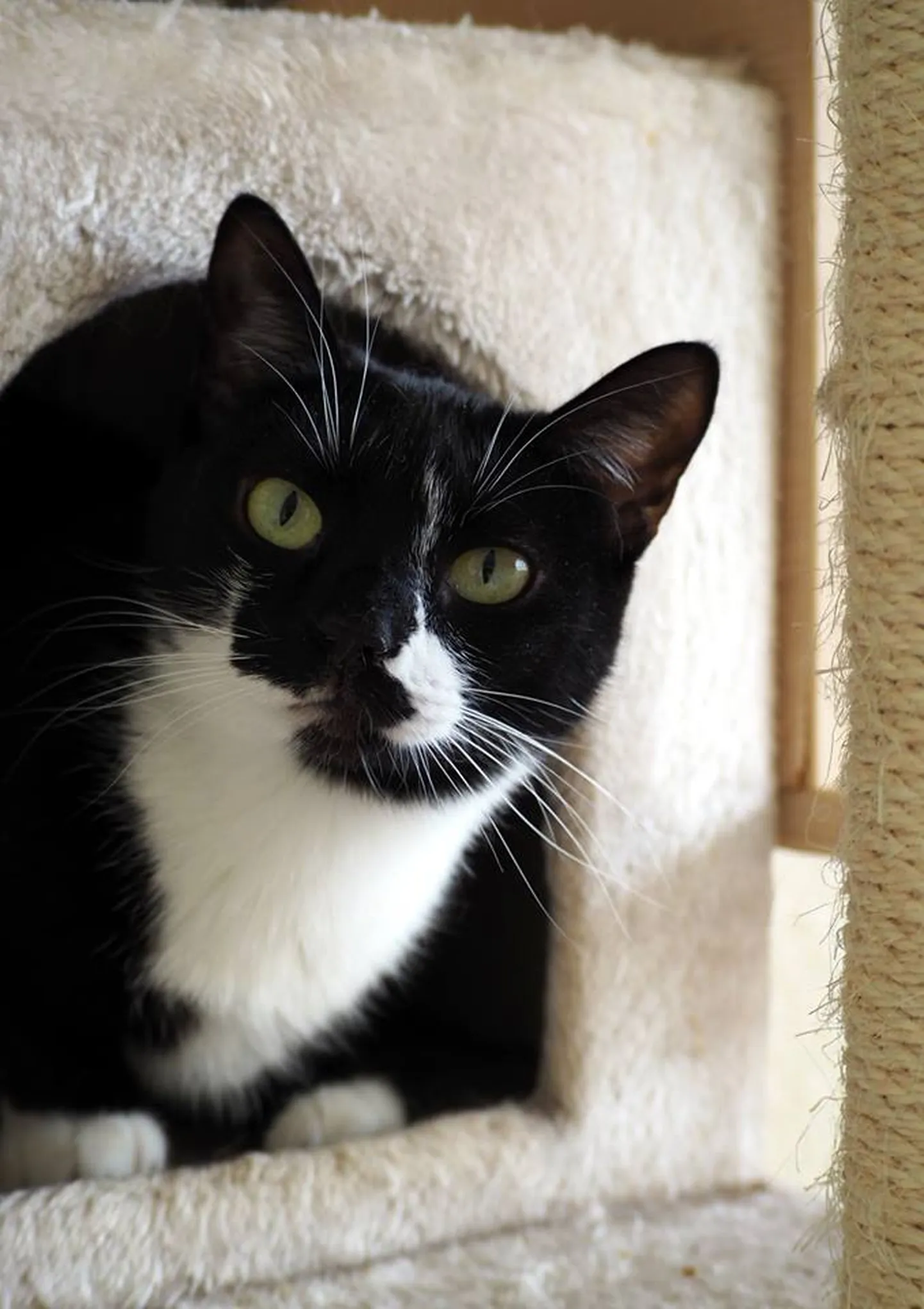 Päevakäpp: pisikesel Elisel on suured säravad silmad