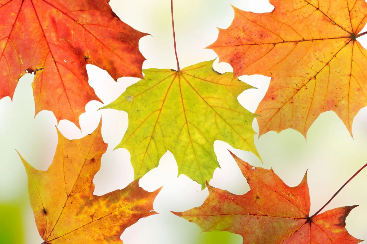 Nipp: kuidas puulehed eriti kiiresti kompostiks muuta