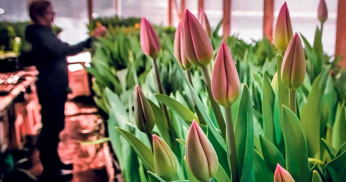 Aedniku kevad algab päikse ja pakasega