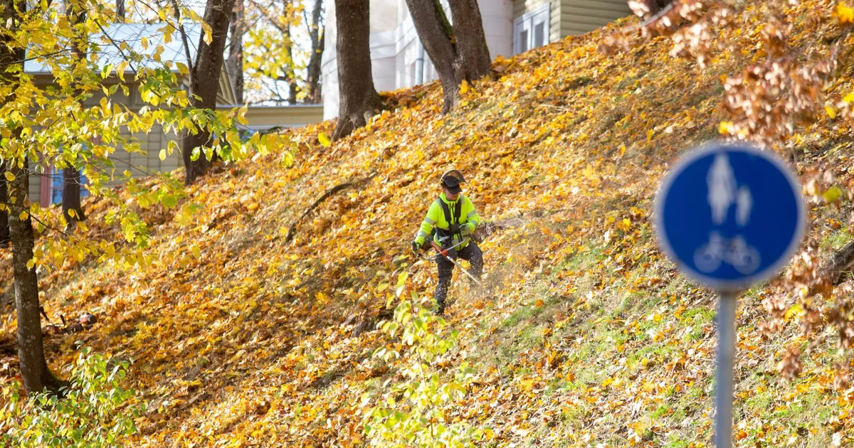 Toome puulehed leidsid otsa muruniiduki all