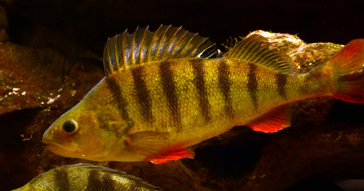 Eesti teadlased jõudsid ahvena erakordse kohanemisvõime põhjuse jälile